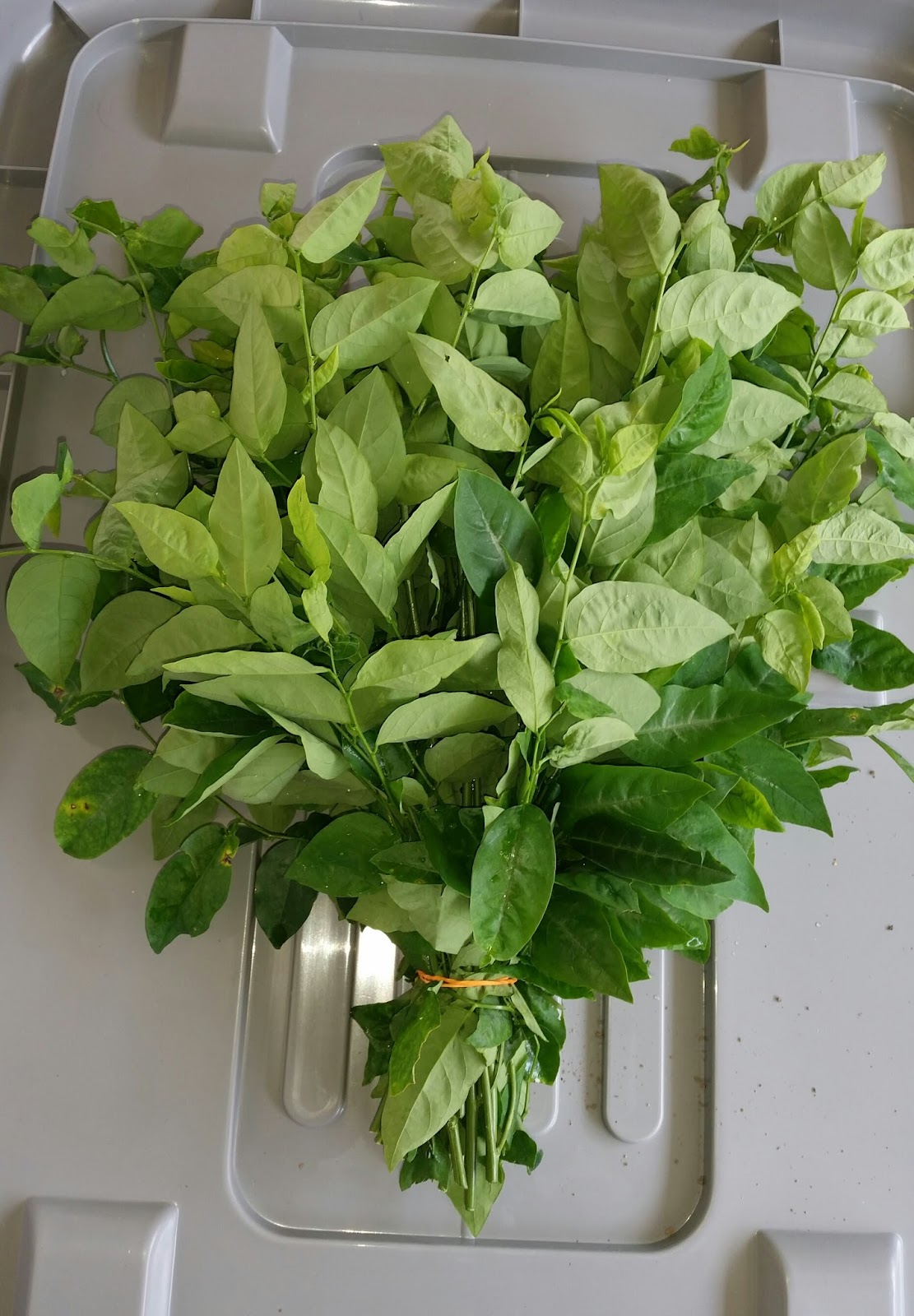 Warisan Petani: Pokok Cekur Manis.