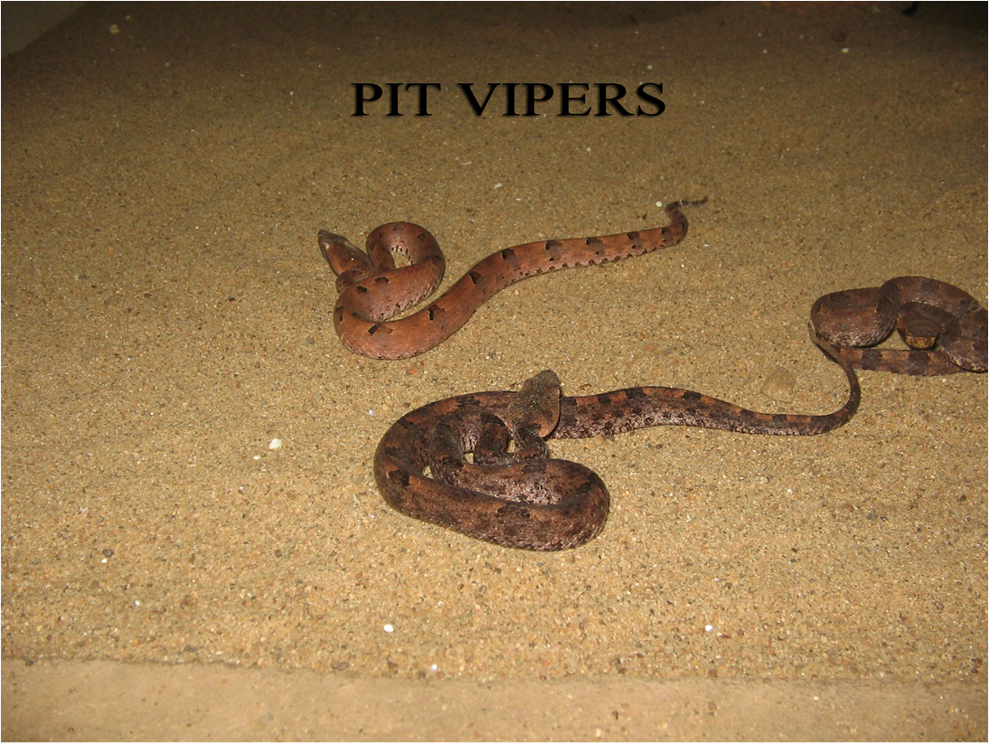 Dentistry and Medicine: Snake Bites Types,Diagnosis and Management ...