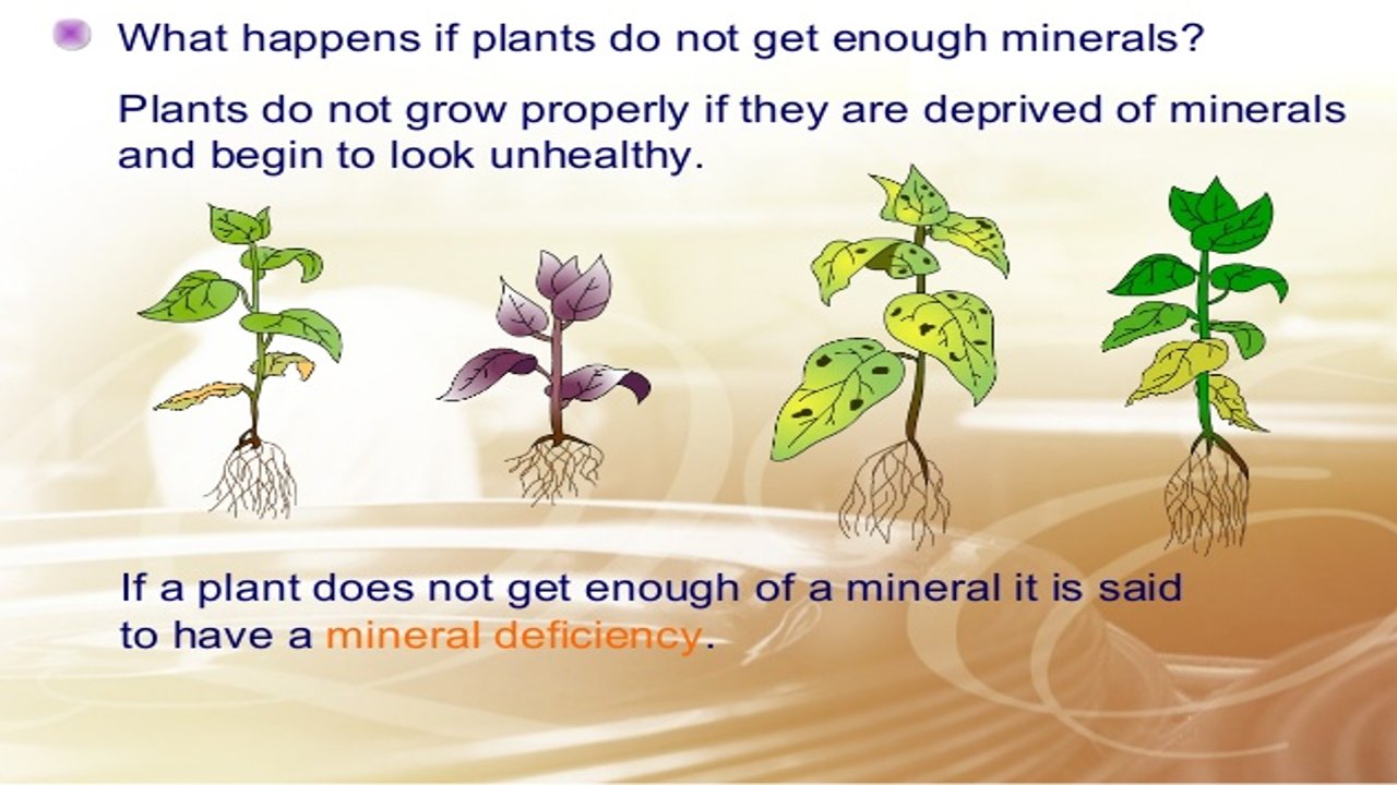 Science8: Semester 1, Chapter 1 - Plant
