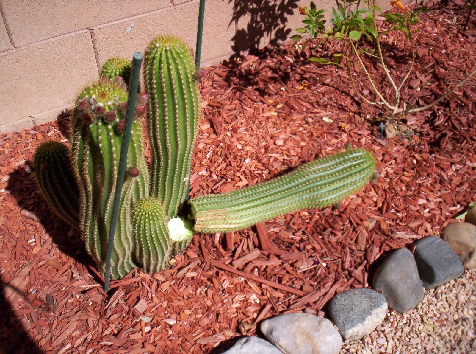 Xtremehorticulture of the Desert: Cactus Can Grow Too Fast if Given the ...