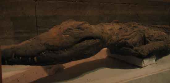 Koloronopi City | Koloronopi Culture