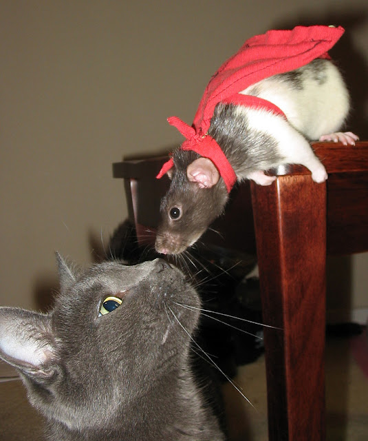 Super Mouse knows no fear | Funny Cat Pictures