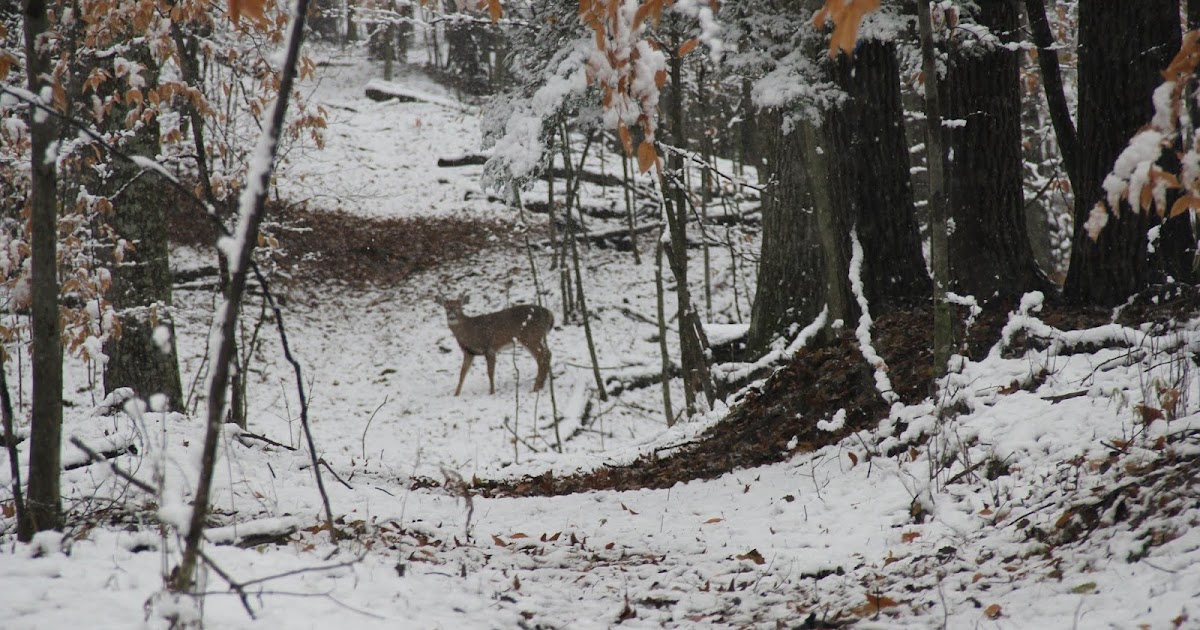 Isabella Conservation District Environmental Education Program: Deer ...
