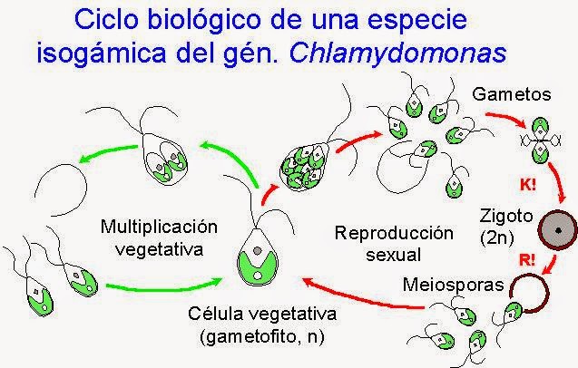 CECYT 2 MIGUEL BERNARD ACADEMIA DE BIOLOGÍA: REPRODUCCIÓN SEXUAL