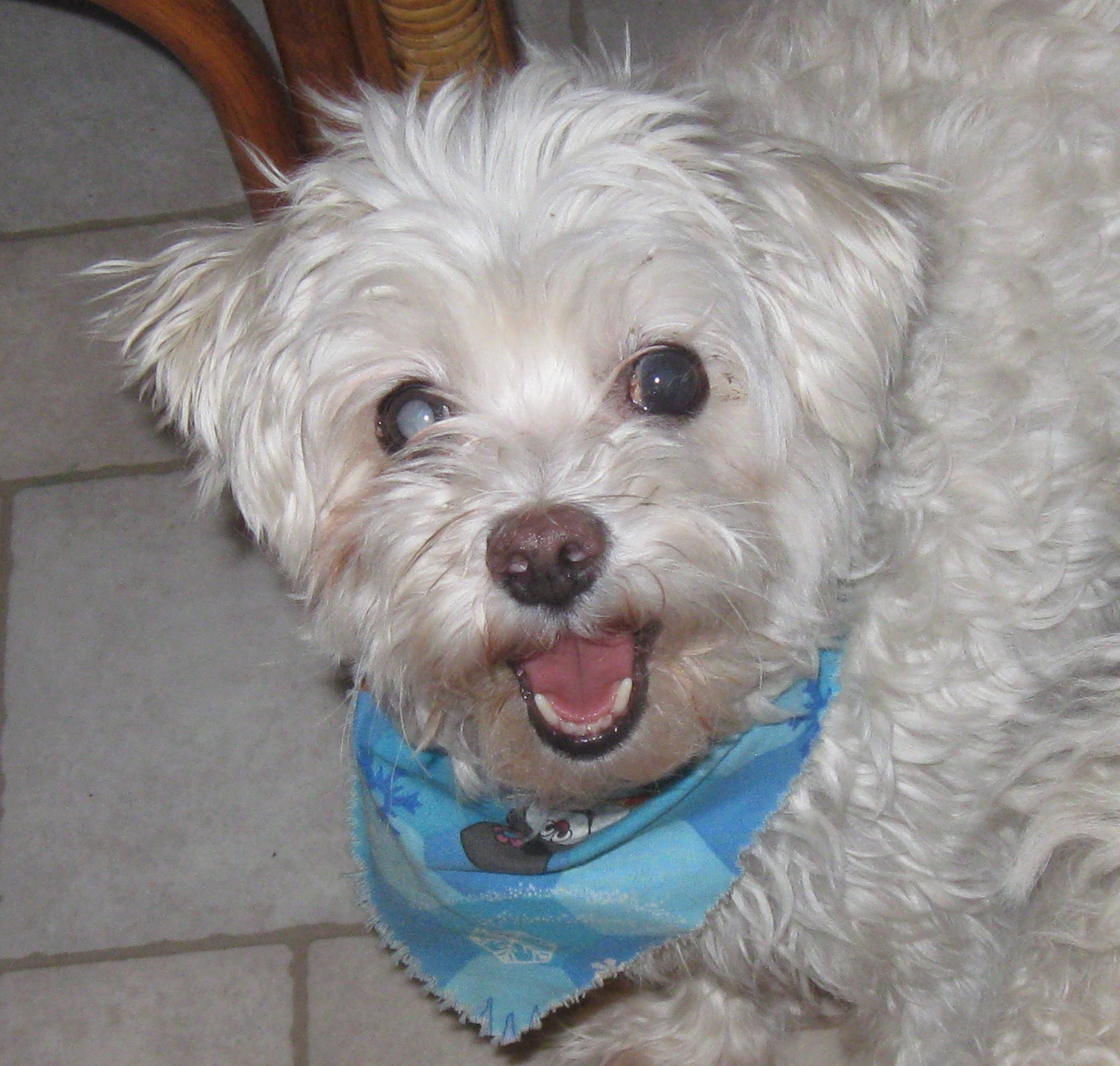 Red Lake Rosie's Rescue: Sully has eye surgery today