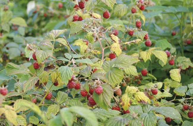 European raspberry - Rubus idaeus - a fruit with high nutritional ...