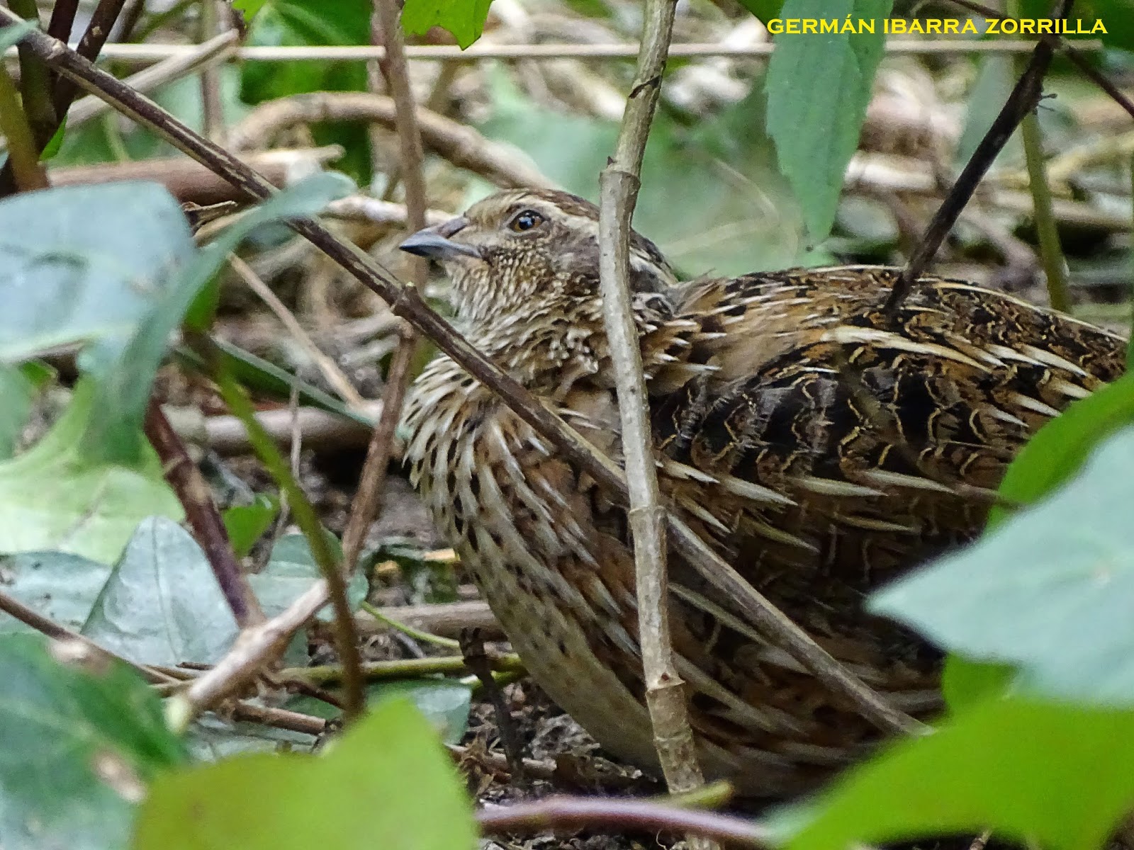 FAUNA COMPACTA el blog de Germán Ibarra Zorrilla: Codorniz común ...