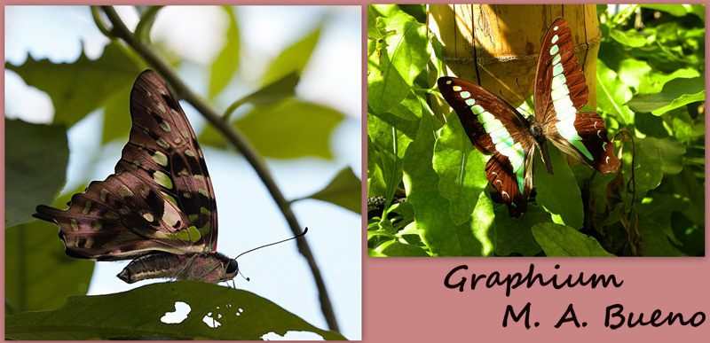 Foto-Natura-Huesca: MARIPOSAS Graphium Giovanni Antonio Scopoli, 1777 ...