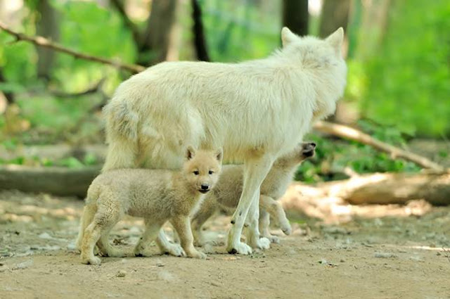 White Wolf : Stunning Images Showcase the Cuteness of Fluffy Arctic ...