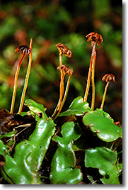 Embryophytas: Hepáticas