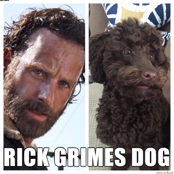 The Walking Dead Characters As Cats And Dogs » Mac's Opinion