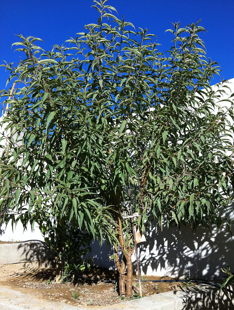 MALINALLI · herbolaria médica: ALMENDRA, ALMENDRO, almond · Prunus dulcis