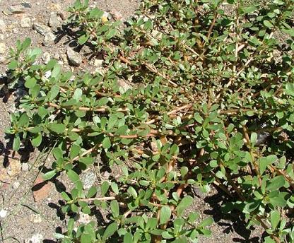 Arizona Victory Garden: Summer weeds in Arizona
