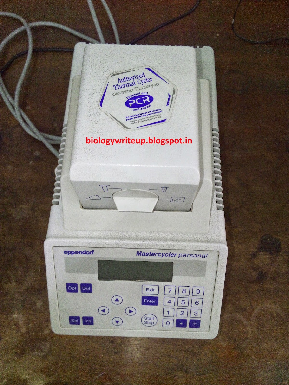 BIOLOGY WRITE-UP - BIOLOGY ARTICLES: POLYMERASE CHAIN REACTION (PCR ...