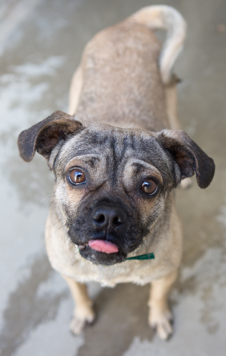 Shelter Dogs of Portland: "GUAPO" pug mix