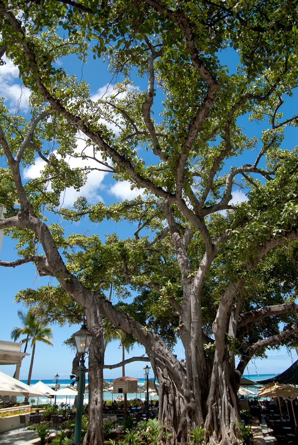 Scrumpdillyicious: Moana Surfrider Hotel: The First Lady of Waikiki