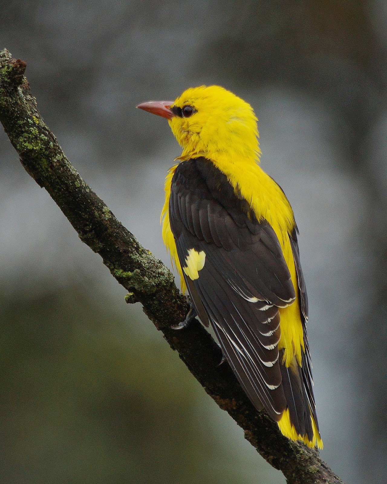 Pasión por las aves: Oropéndola.(Oriolus oriolus)