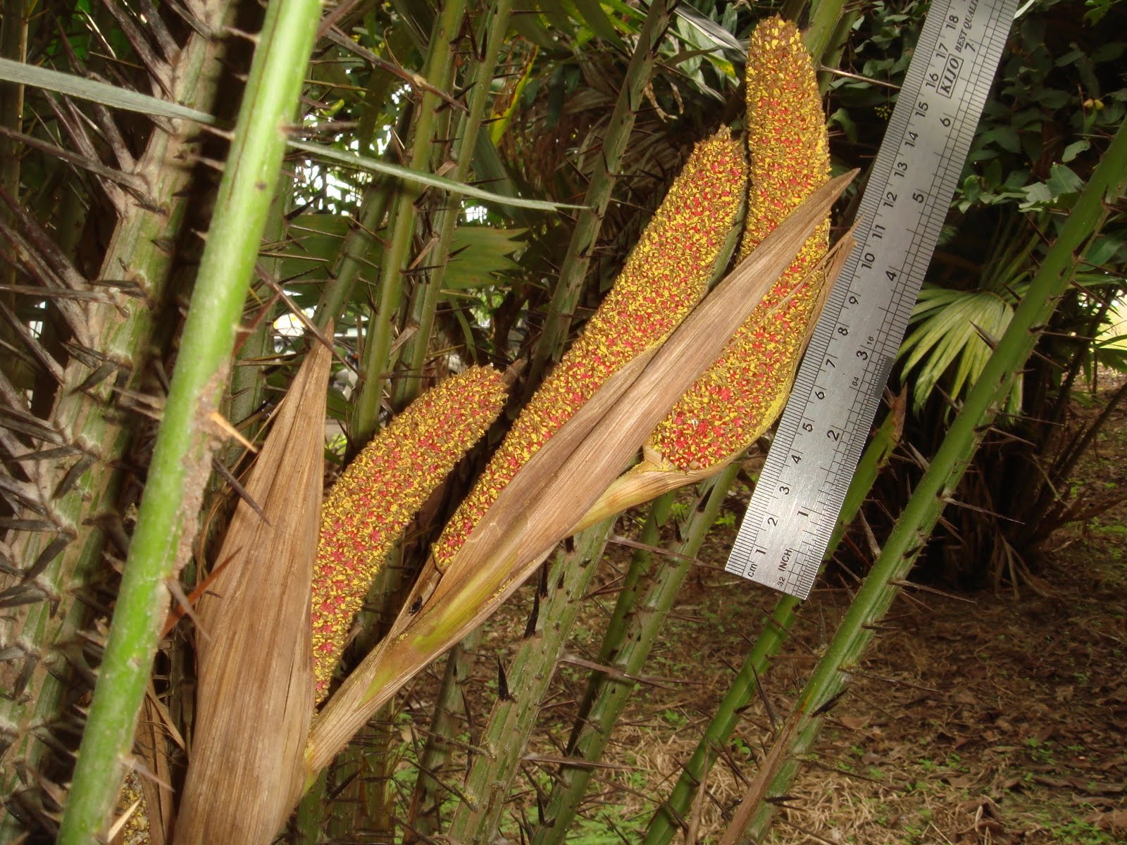 SALAK (Salacca edulis) | STESEN PEMBANGUNAN KOMODITI PAHANG BARAT