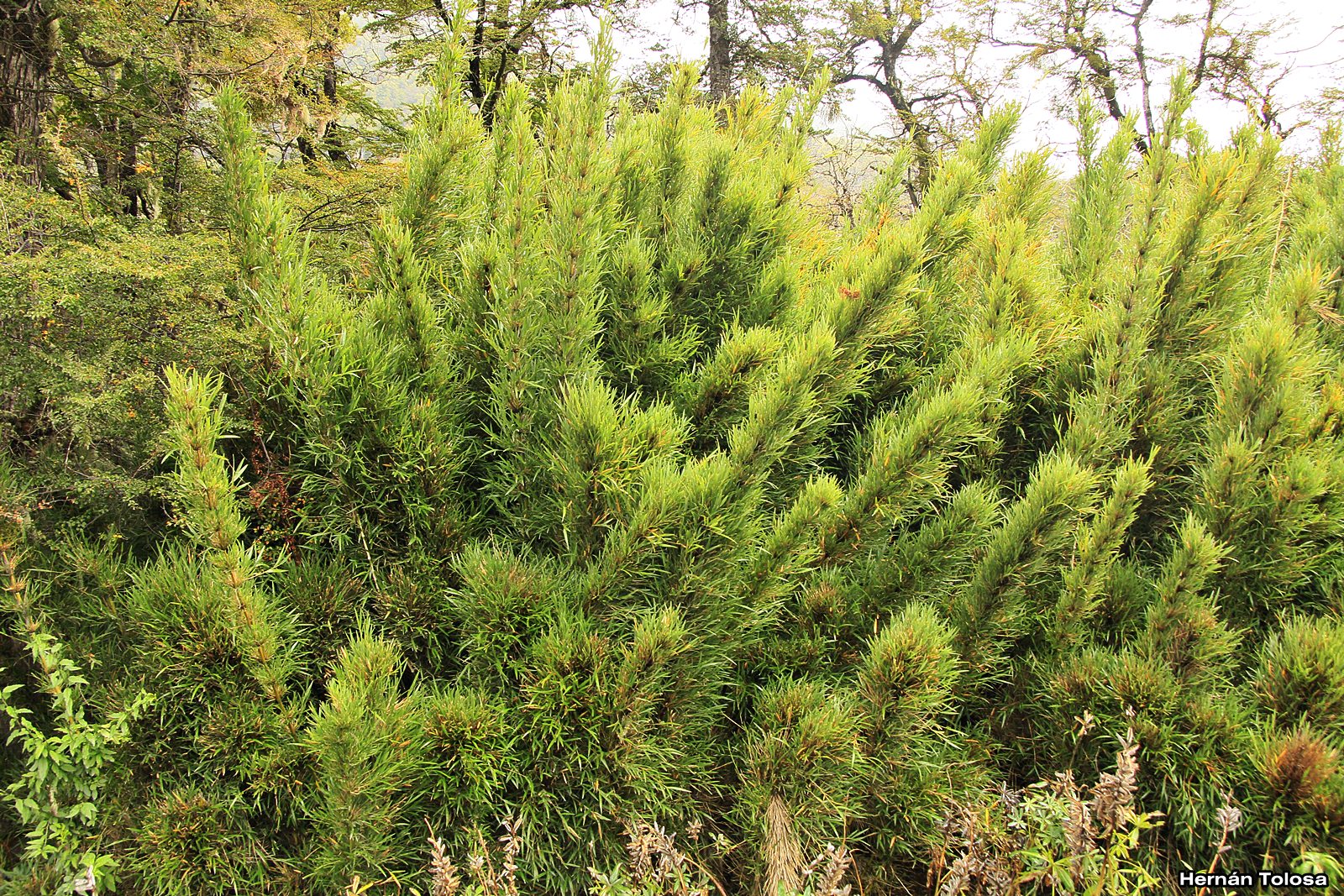Patagonia: Colihue (Chusquea culeou)