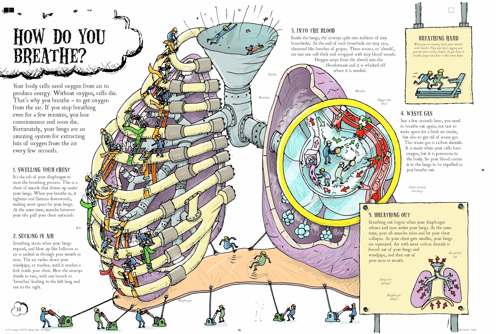 Tim Hutchinson: Human Body Atlas