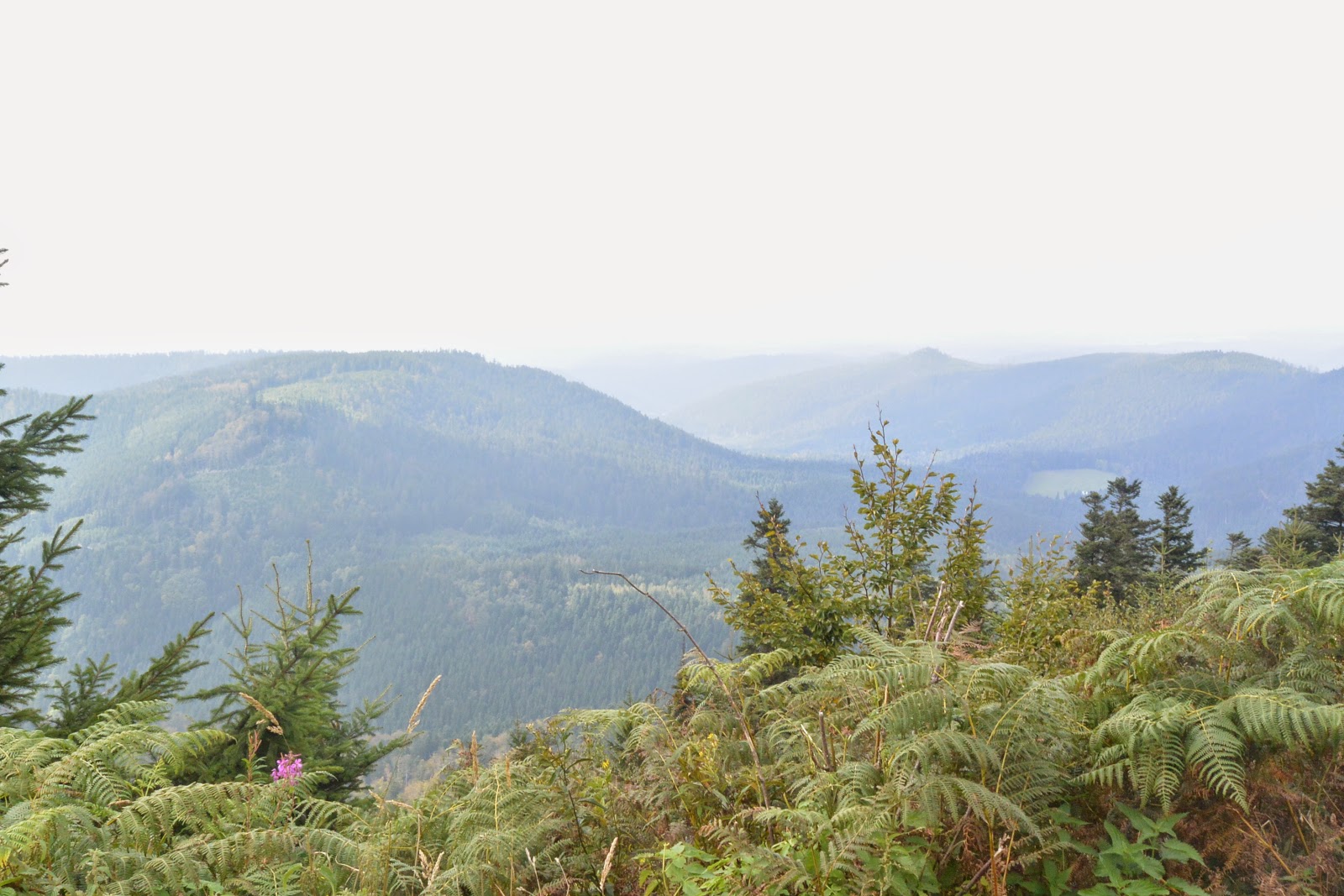 Randonnées dans les Vosges - Col du Donon - Tortues Nomades