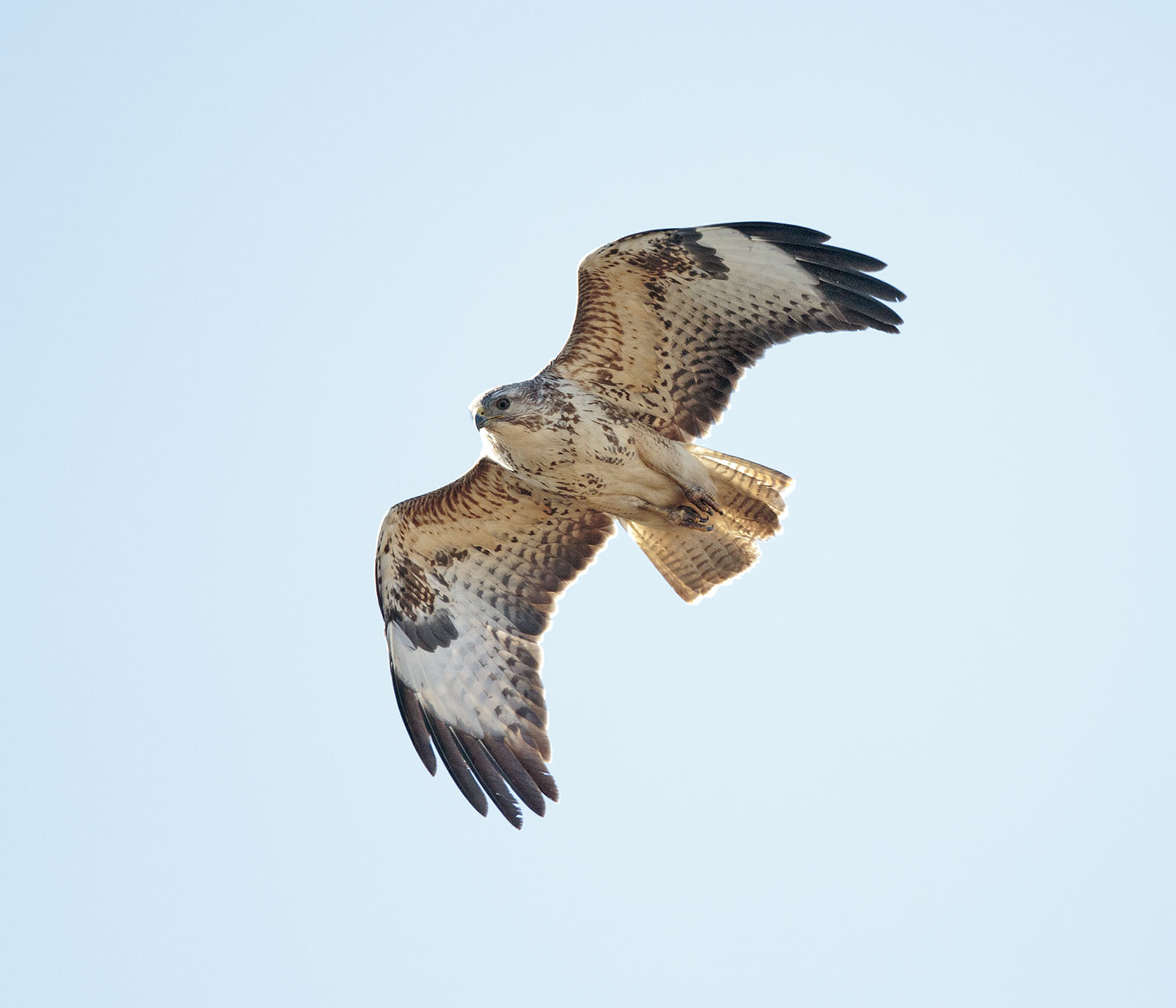 pewit: another pale Common Buzzard