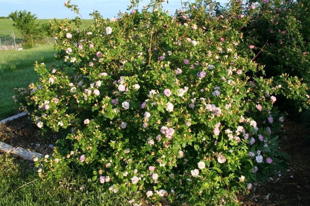 Garden Musings: Banshee or Banshees?