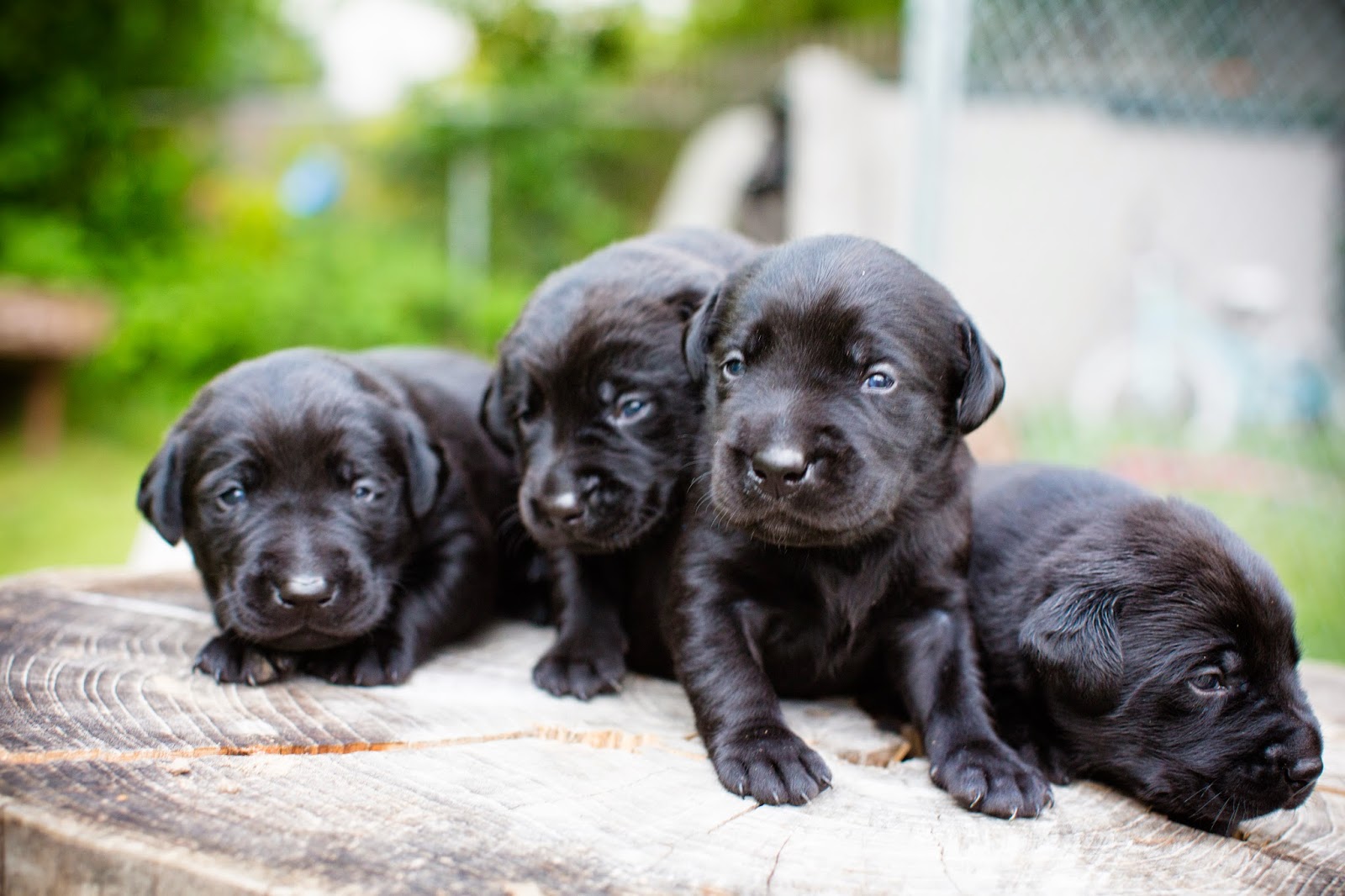 Gallery | UKLabradors.com