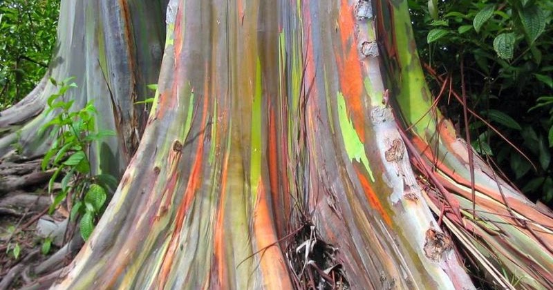 El árbol de los colores