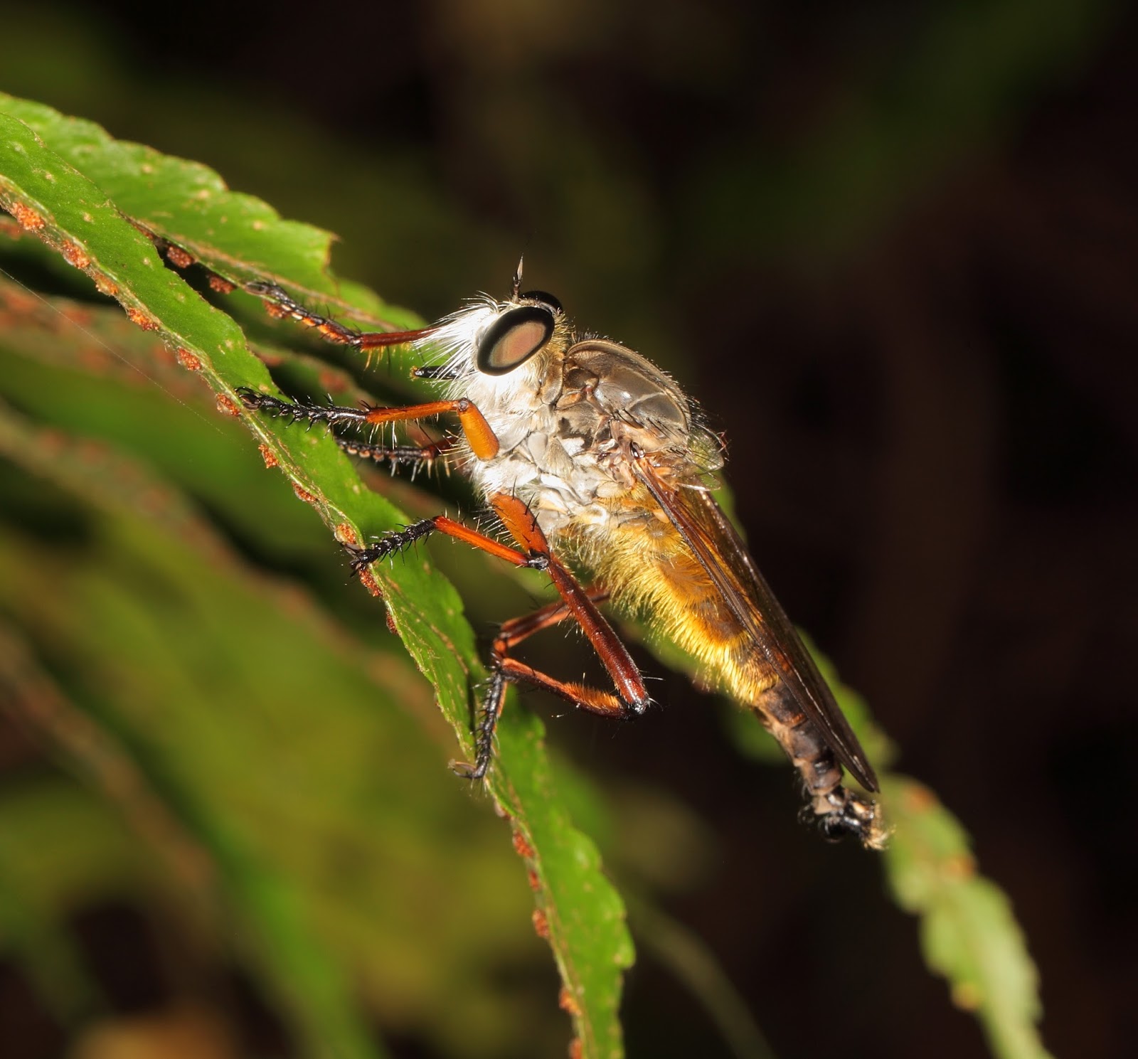 BunyipCo: April 2018