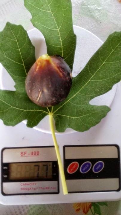 Figs Photo Collection Around the World: Abicou "Super Sweet"