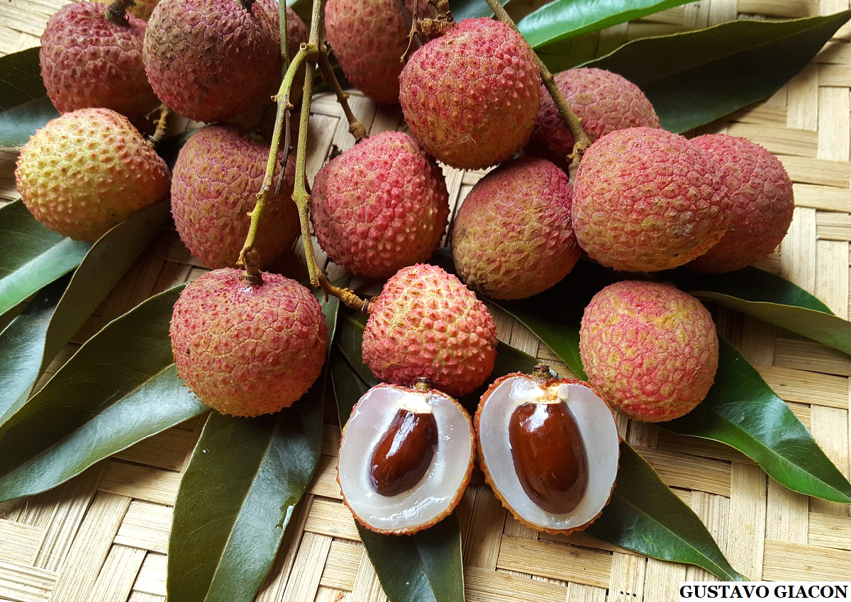 Viveiro Ciprest - Plantas Nativas e Exóticas: Lichia Mauritius ou ...