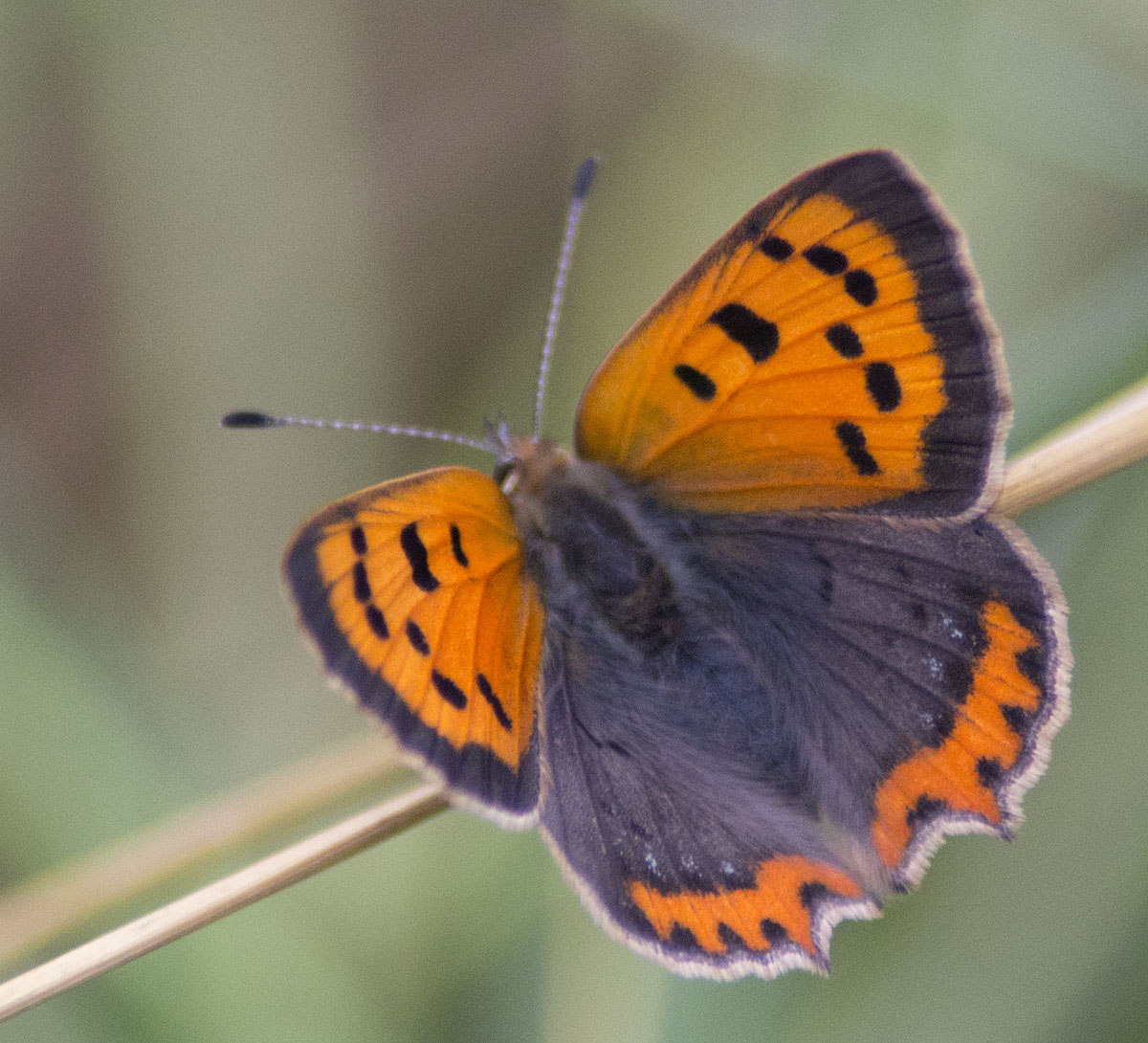 Darrick Wood Butterflies | Naturally