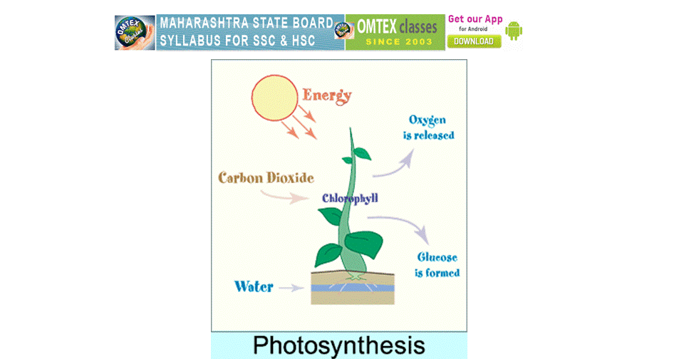 OMTEX CLASSES: The plants are kept in dark before determining the ...