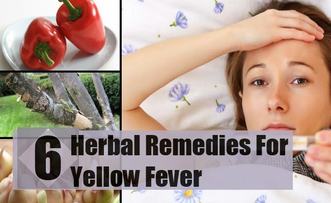 Top 6 Herbal Remedies For Yellow Fever ~ Mzizi Mkavu