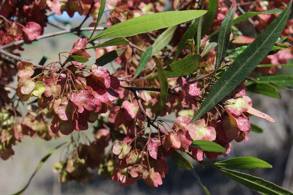 Toowoomba Plants: Narrow-leaf Hop Bush