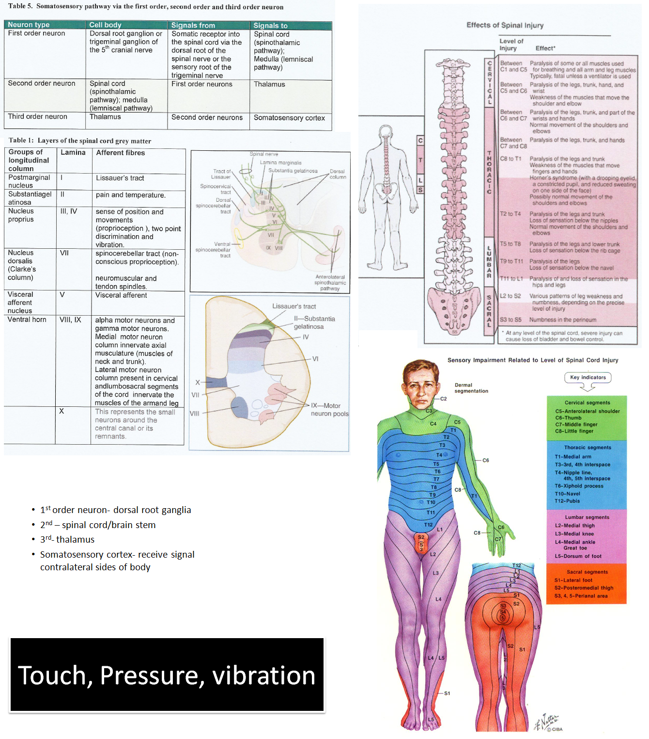 Medical Concept maps : Nervous system