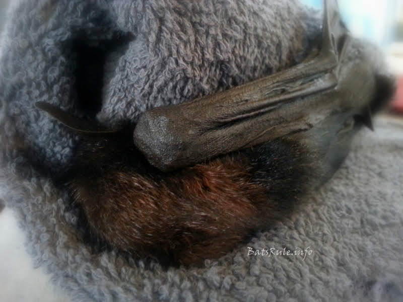 Rehab | Megabat baby black female