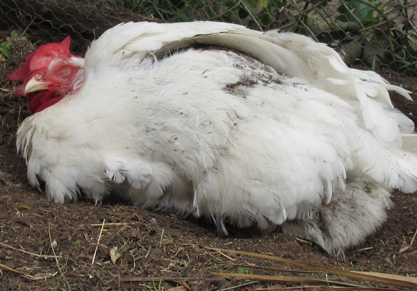 Egg Venturous: How do you know when a chook is crook?