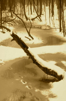 A Year of Being Here: Tom Hennen: "In the Late Season"