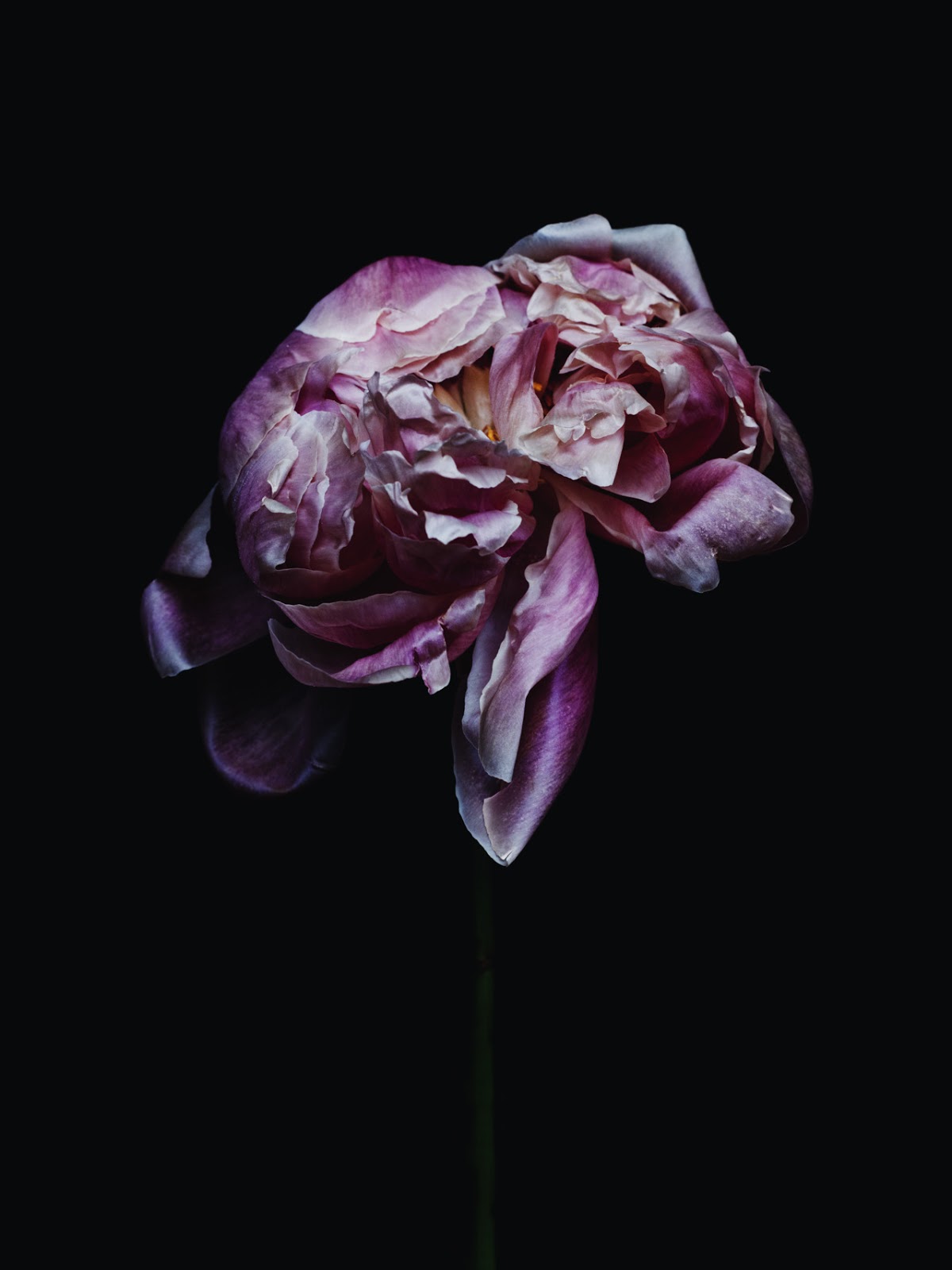 Gudulina y las señoritas de GUATA: LA BELLEZA DE LA ROSA MUERTA