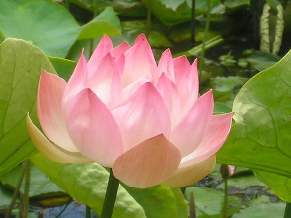 Lotus(Kamal) Flower's Photos Download