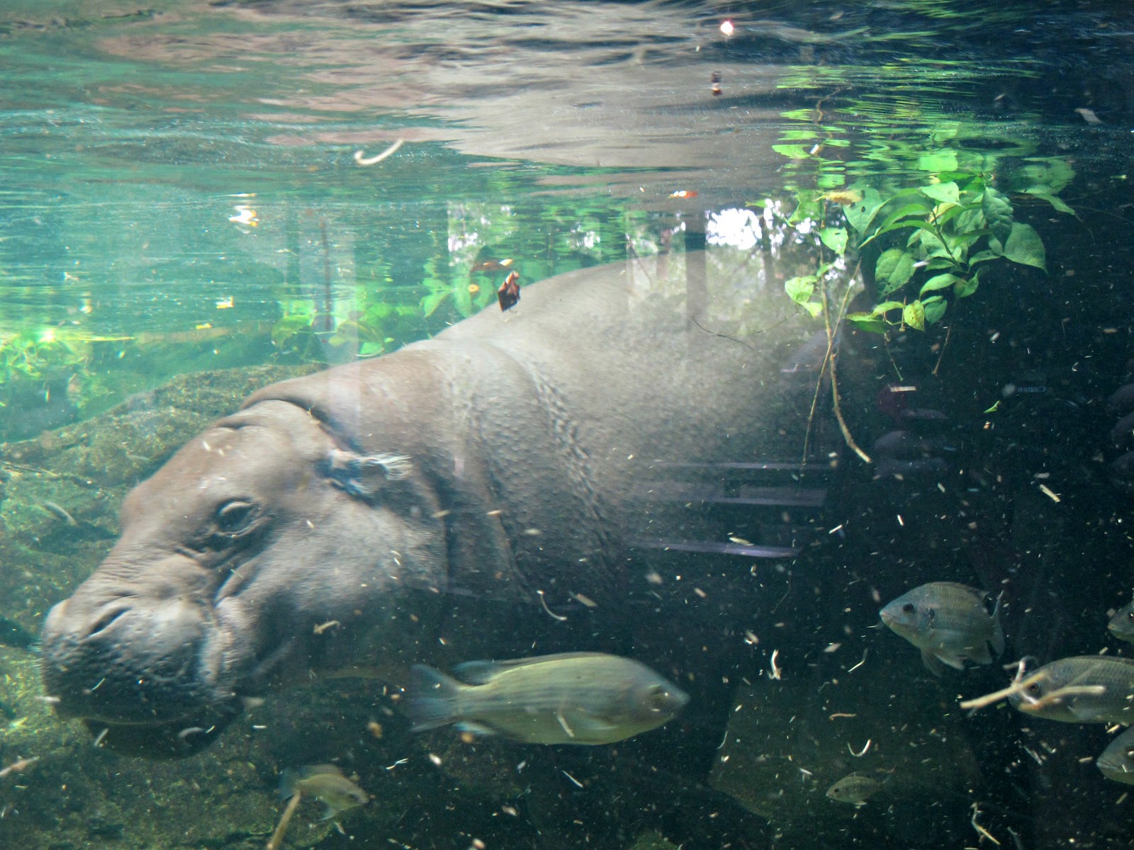 Let's Draw Endangered Species! : ): Pygmy Hippopotamus