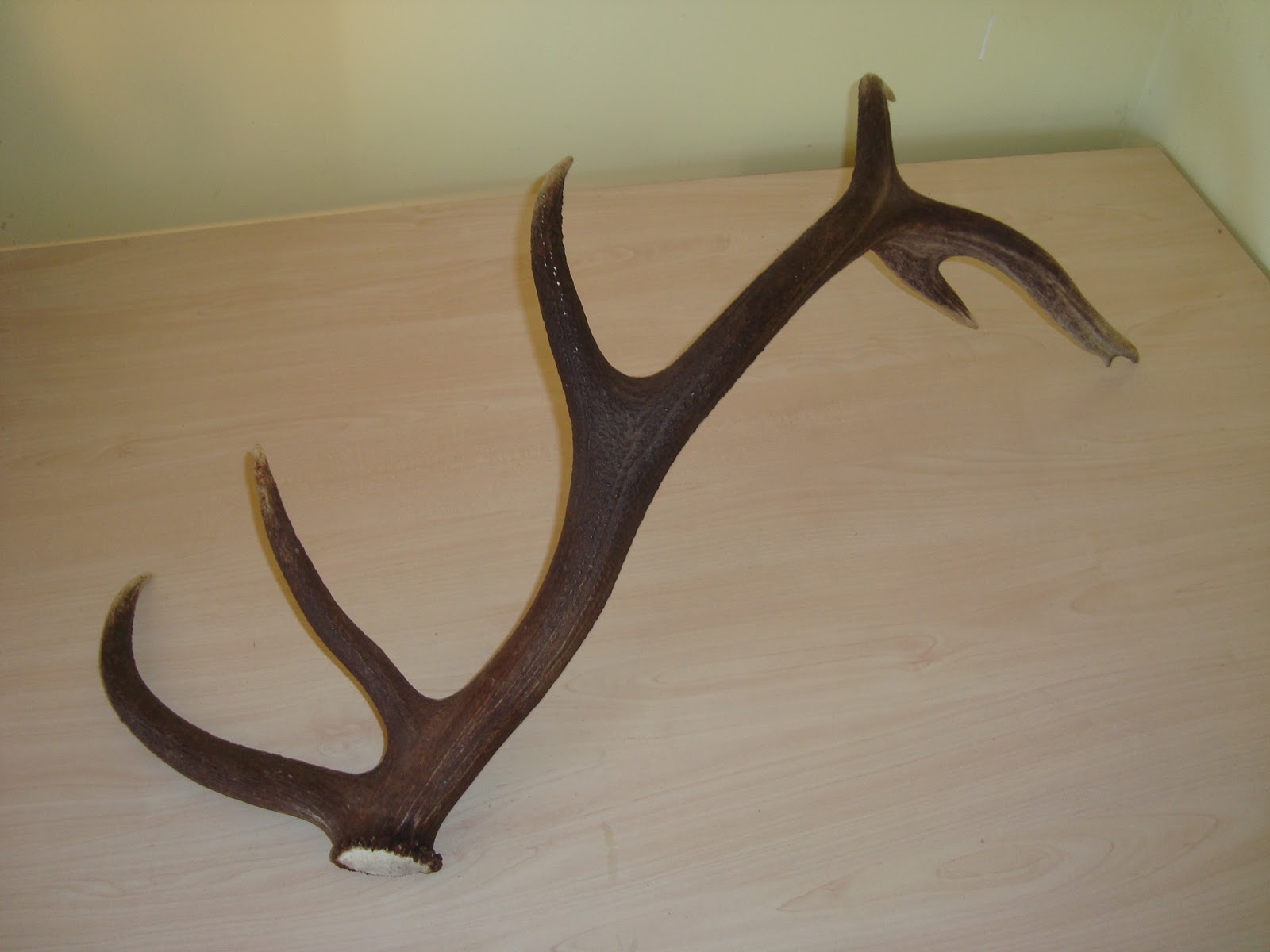 cuero & cuernas: cuernas de ciervo