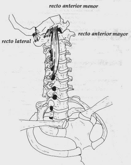 ANATOMÍA Y FISIOLOGÍA HUMANAS: SISTEMA MÚSCULO ESQUELÉTICO: octubre 2014
