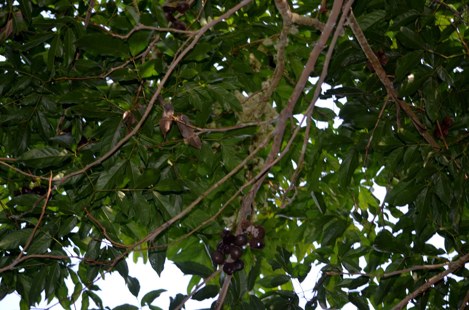 My Sarawak (3rd Ed.): The Jering tree