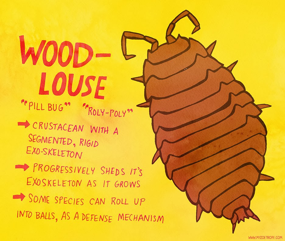 My Zoetrope: 351: Woodlouse
