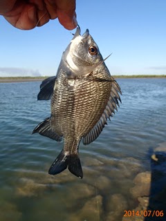 SECRET BARRAMUNDI by Hiro Nakamura: Many Pikey Breams in Darwin in July