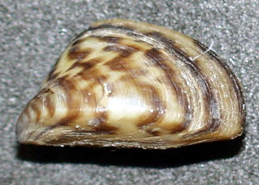 Biologia acuática.: Mejillón cebra.