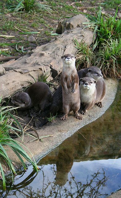 PRELIJEPE I ZANIMLJIVE VIDRE.: VIDRA / OTTER /-ta čudesna i prelijepa ...